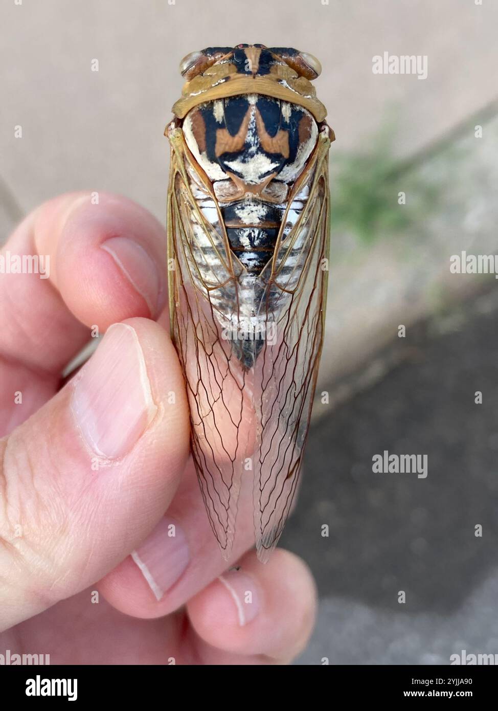 Plains Cicada (Megatibicen dealbatus Stock Photo - Alamy
