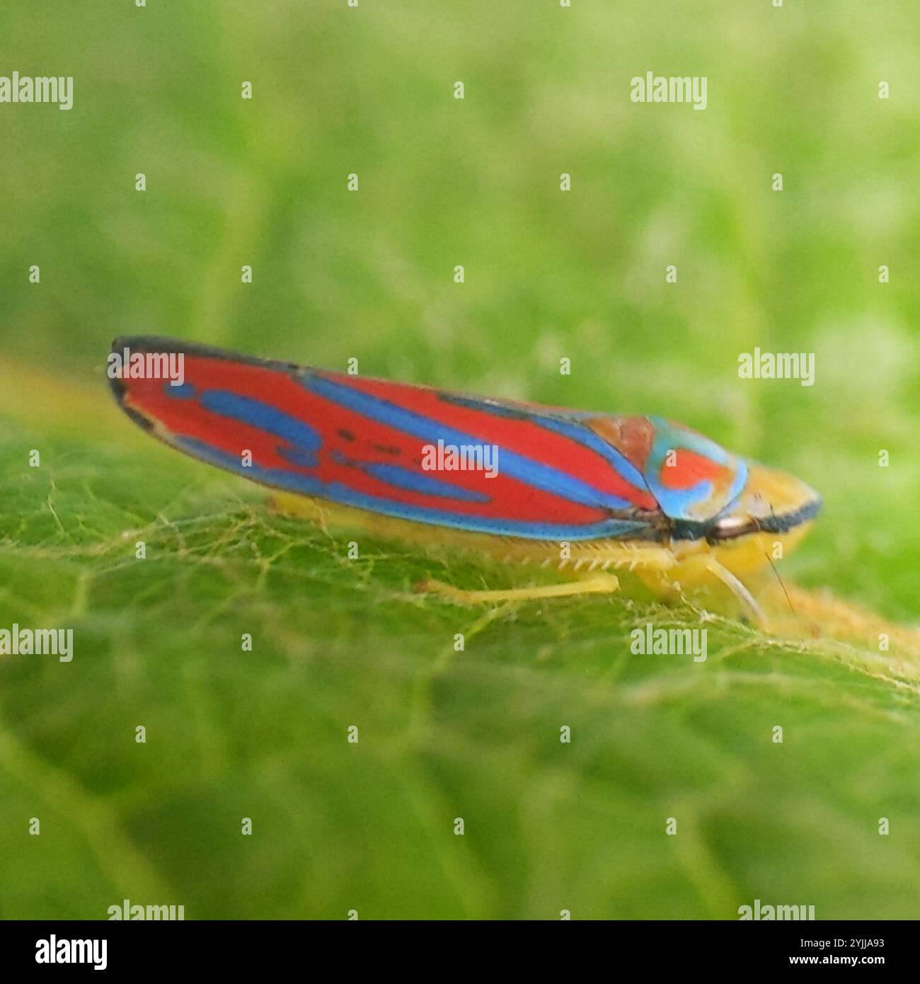 Red-banded Leafhopper (Graphocephala coccinea Stock Photo - Alamy