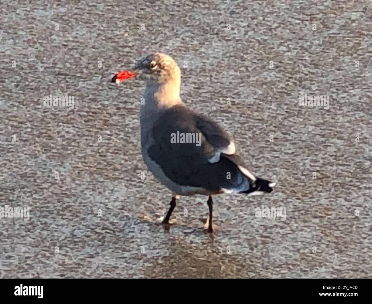 Heermann's Gull (Larus heermanni Stock Photo - Alamy