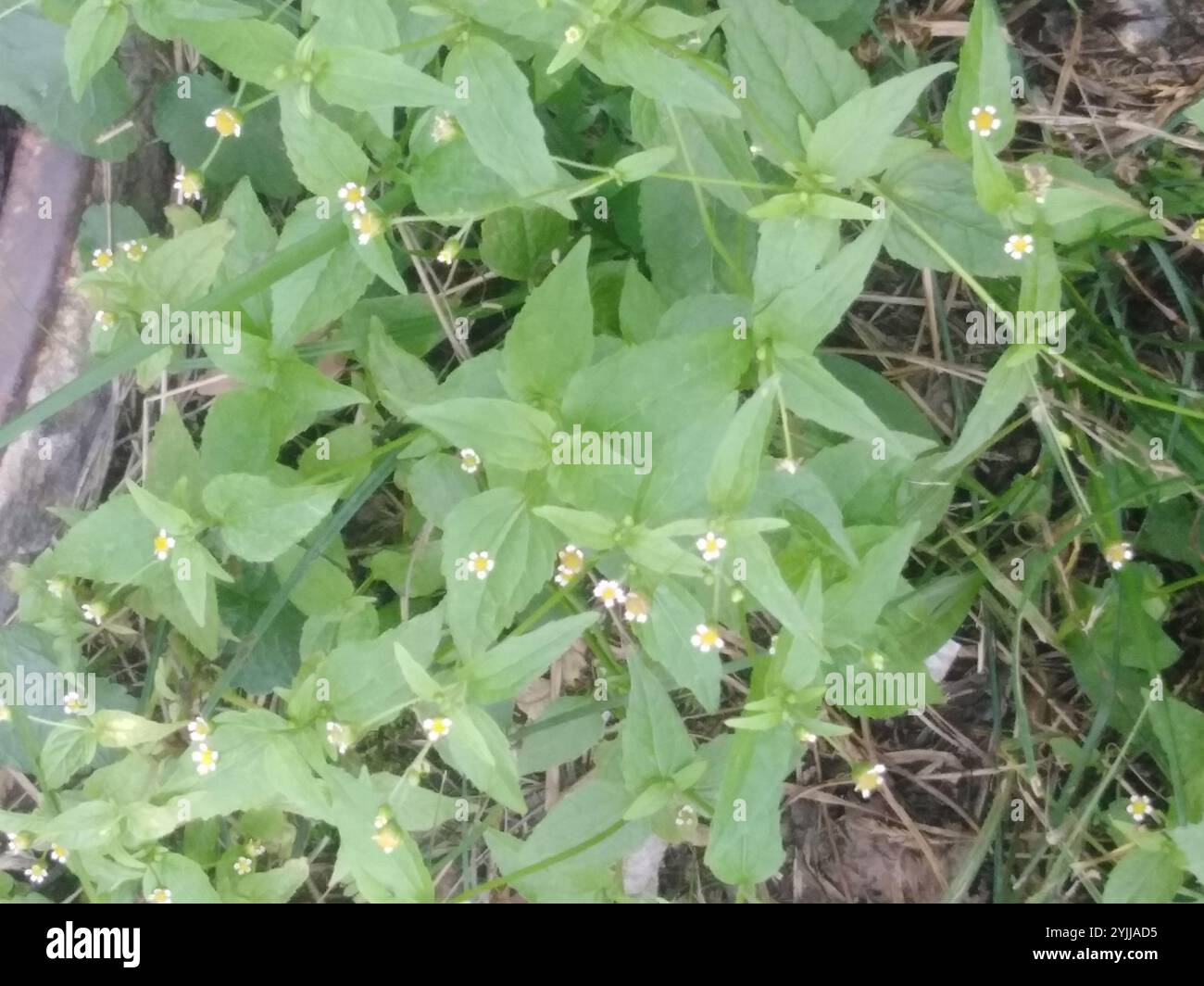 Gallant Soldier (Galinsoga parviflora Stock Photo - Alamy