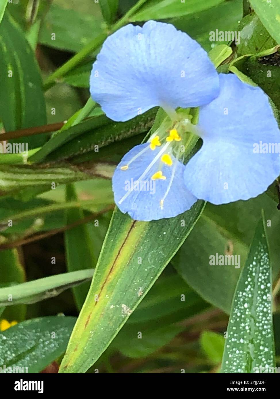 Virginia Dayflower (Commelina virginica Stock Photo - Alamy