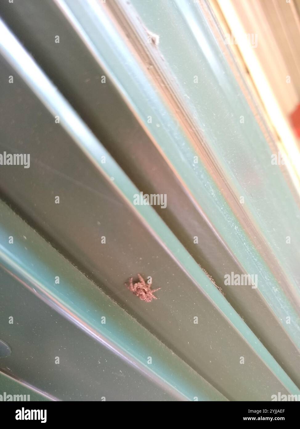 California Flattened Jumping Spider (Platycryptus californicus Stock ...