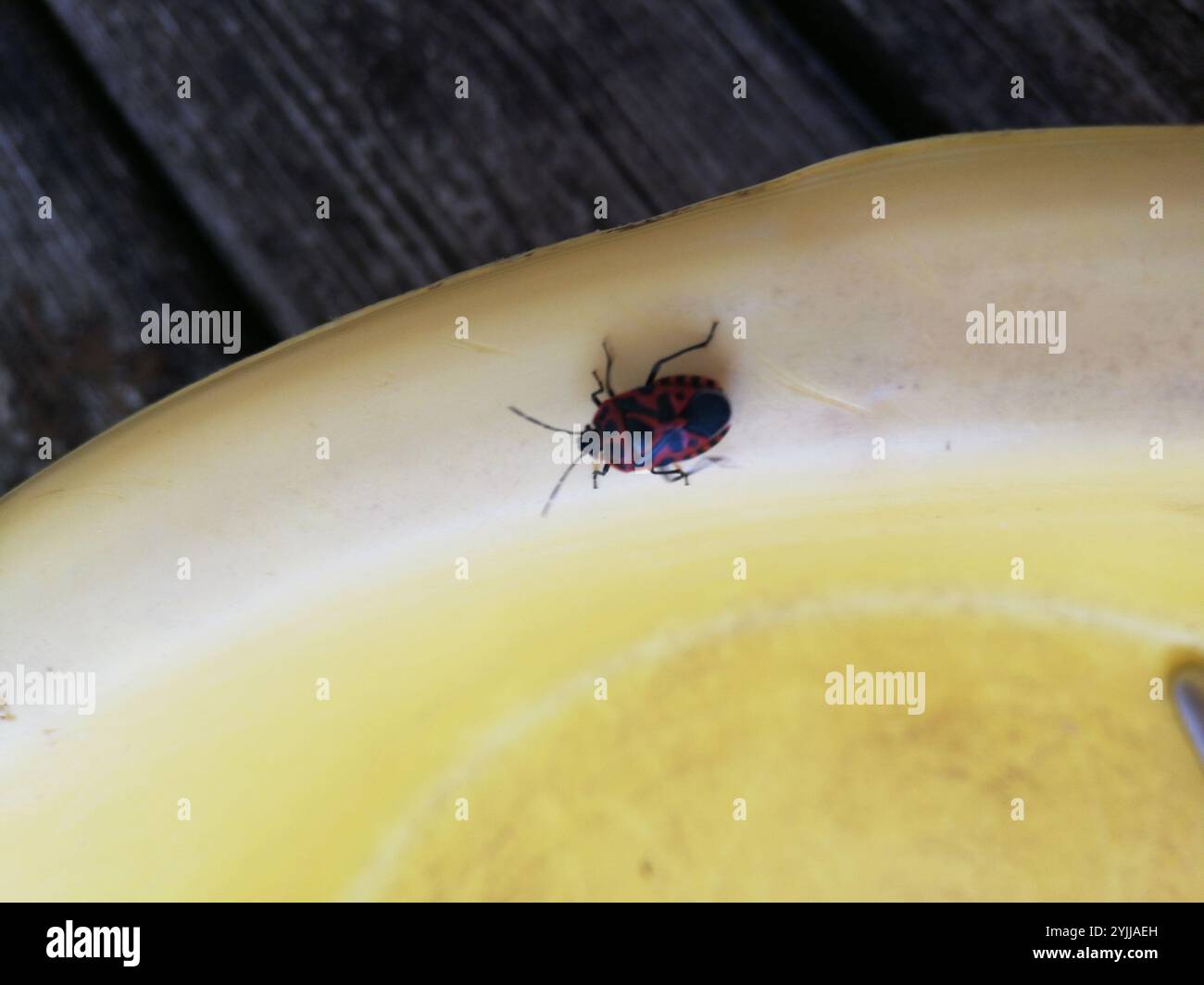 cruciferous bug (Eurydema ventralis Stock Photo - Alamy
