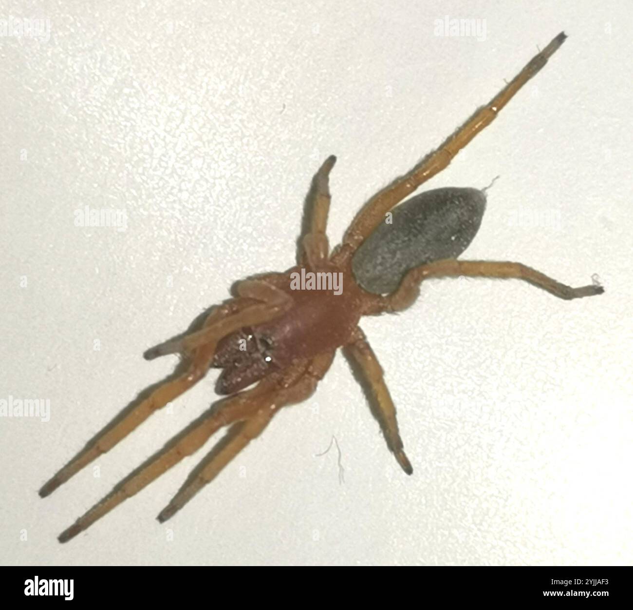 Woodlouse Spider (Dysdera crocata Stock Photo - Alamy