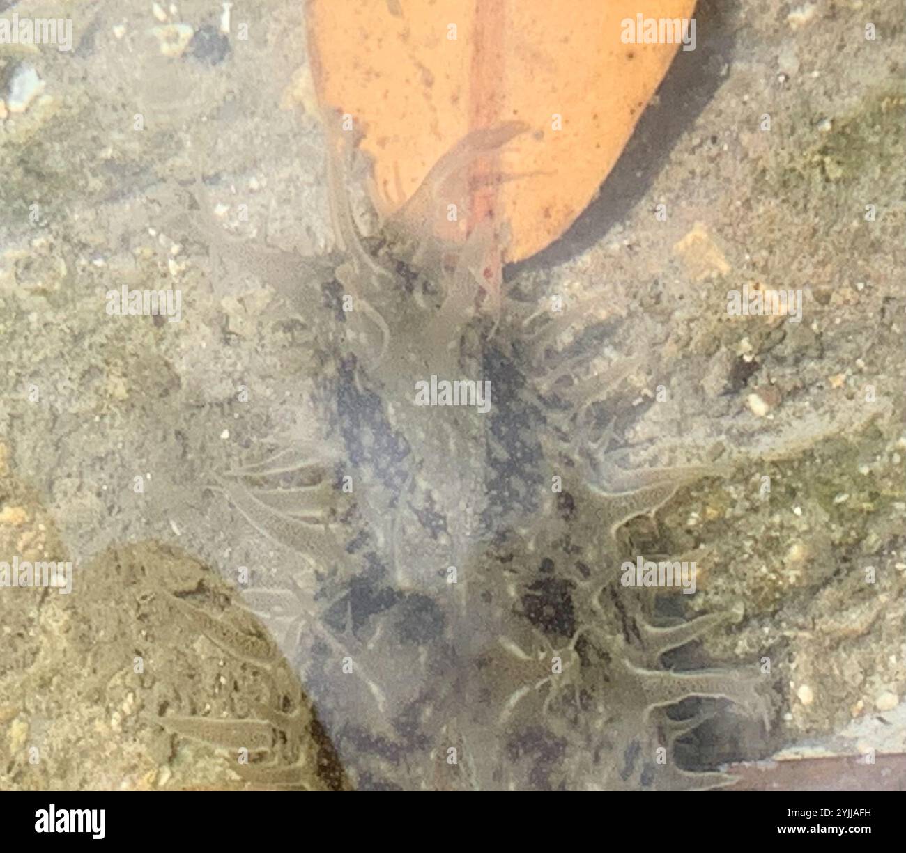 Bursatella leachii leachii hi-res stock photography and images - Alamy