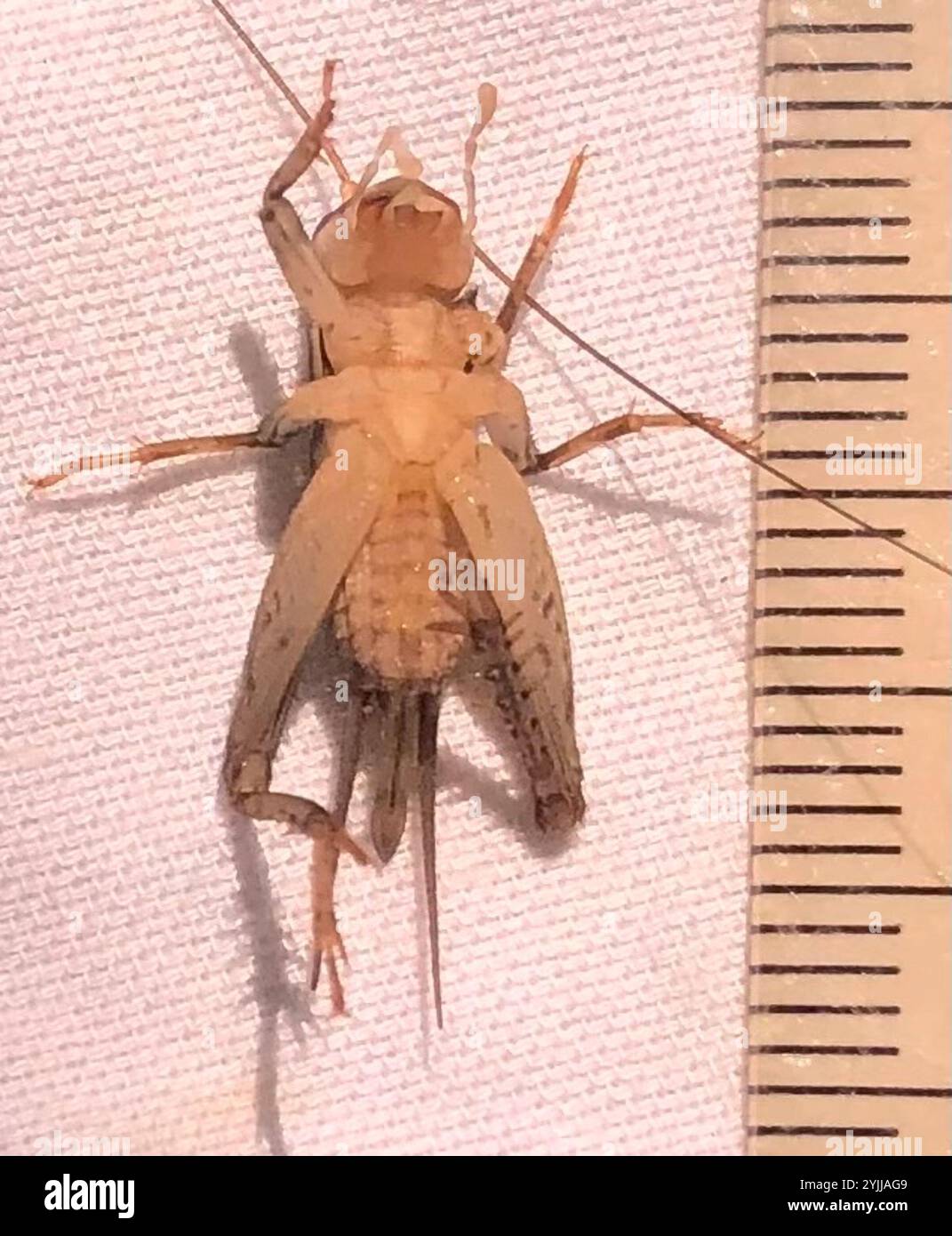 Japanese burrowing cricket hi-res stock photography and images - Alamy