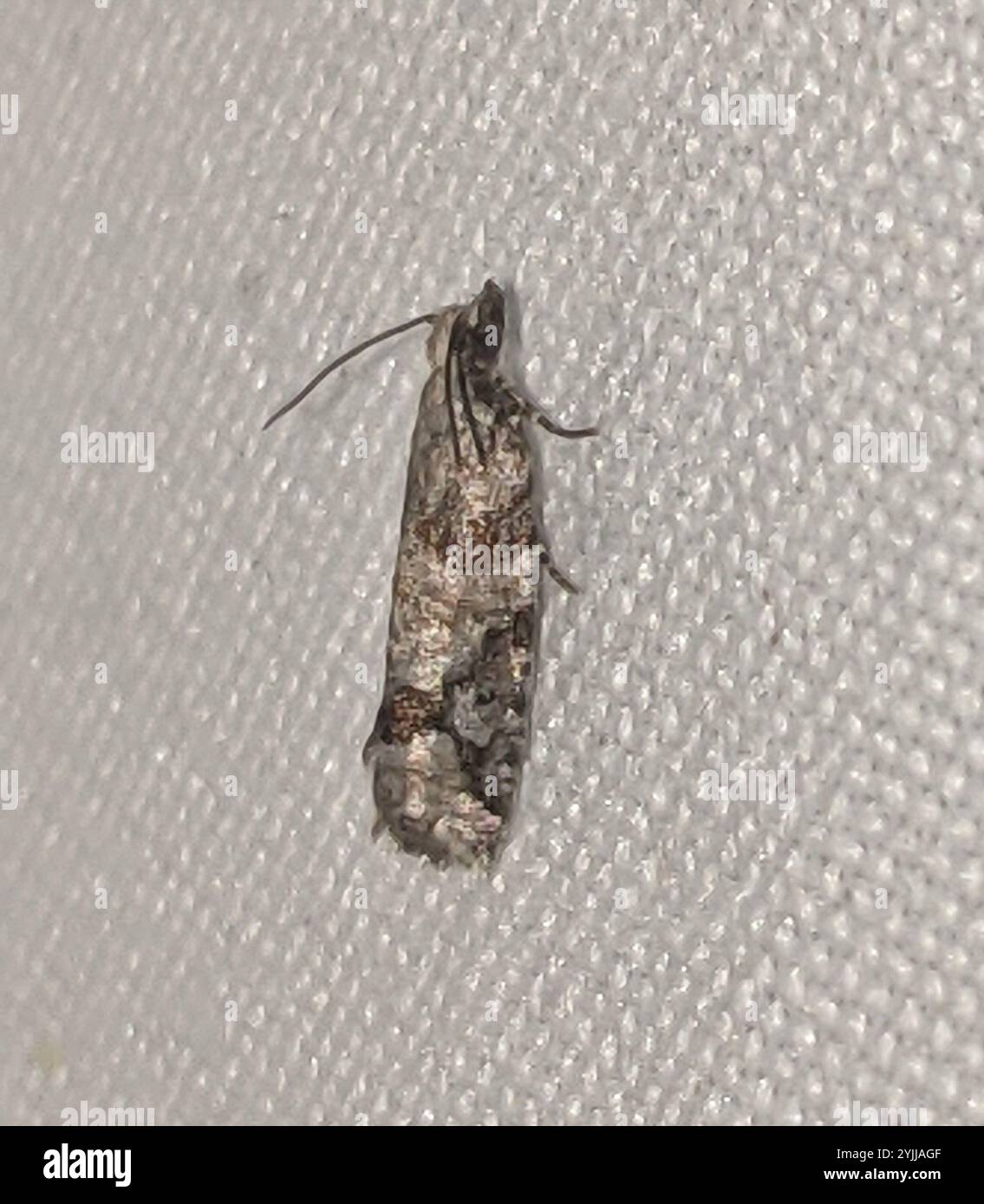 Red-striped Needleworm Moth (Epinotia radicana Stock Photo - Alamy