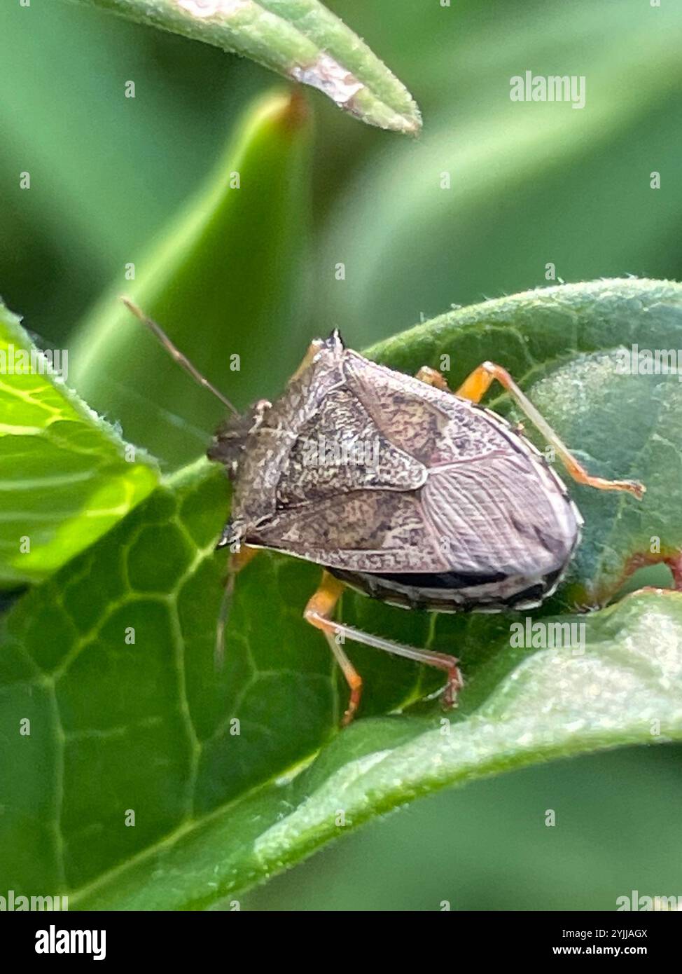 Spined Soldier Bug (Podisus maculiventris Stock Photo - Alamy