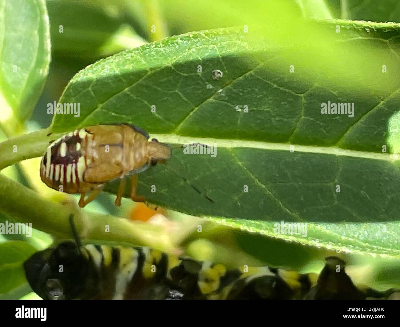 Spined Soldier Bug (Podisus maculiventris Stock Photo - Alamy