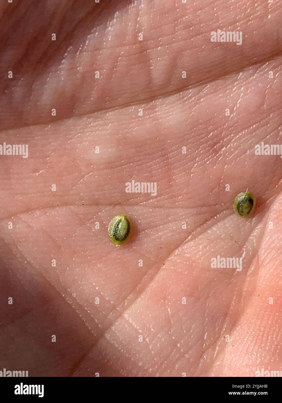 American Bugseed (Corispermum americanum Stock Photo - Alamy