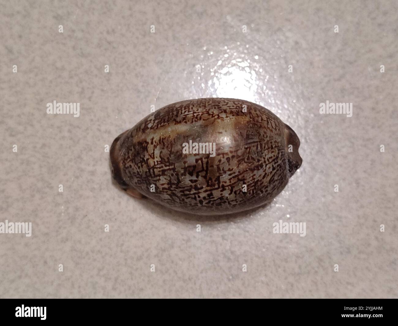Arabian cowry hi-res stock photography and images - Alamy