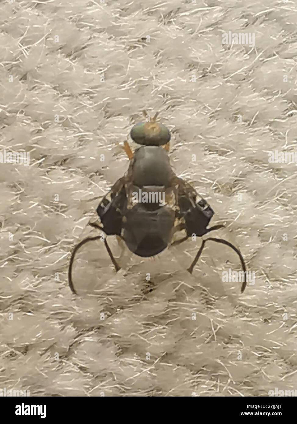 Spectacled Berry Fly (Anomoia purmunda Stock Photo - Alamy