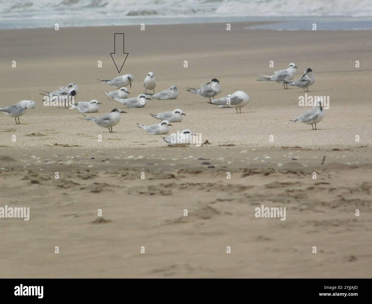 Snowy-crowned Tern (Sterna trudeaui Stock Photo - Alamy