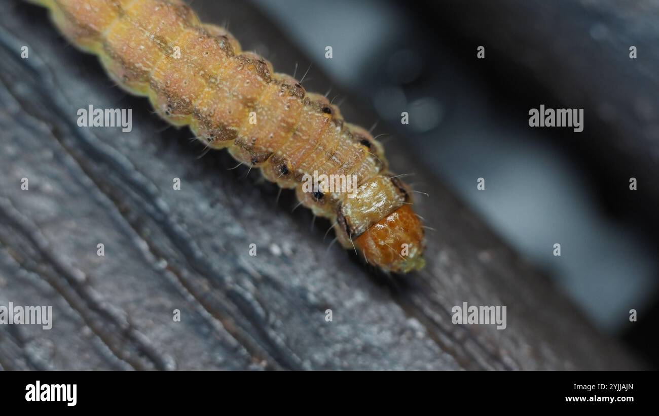 Corn Earworm Moth (Helicoverpa zea Stock Photo - Alamy