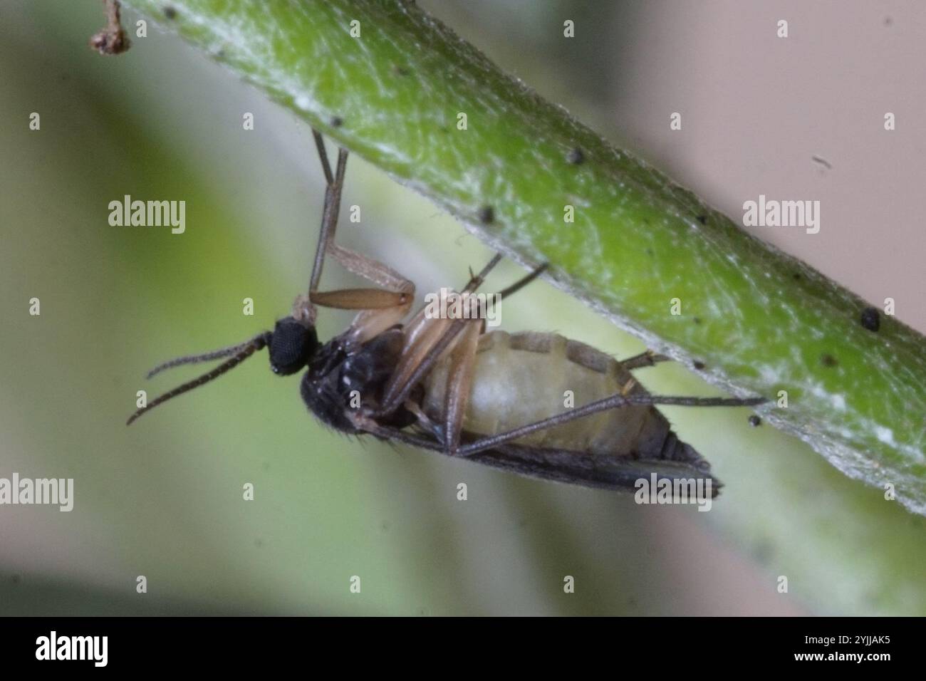 Fungus Gnats and Gall Midges (Sciaroidea Stock Photo - Alamy
