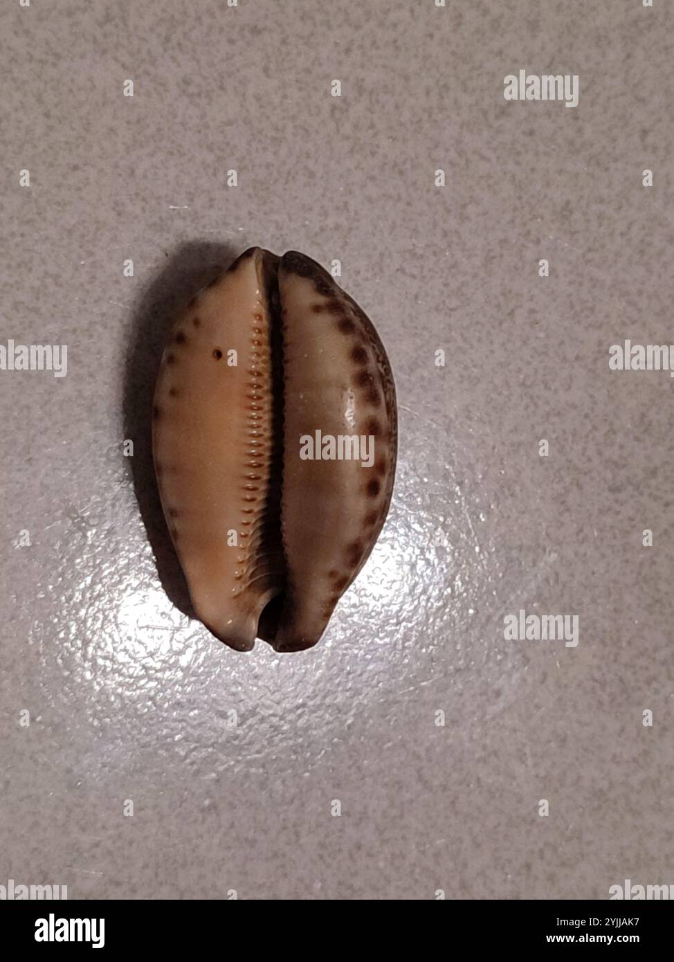 Arabian cowry hi-res stock photography and images - Alamy
