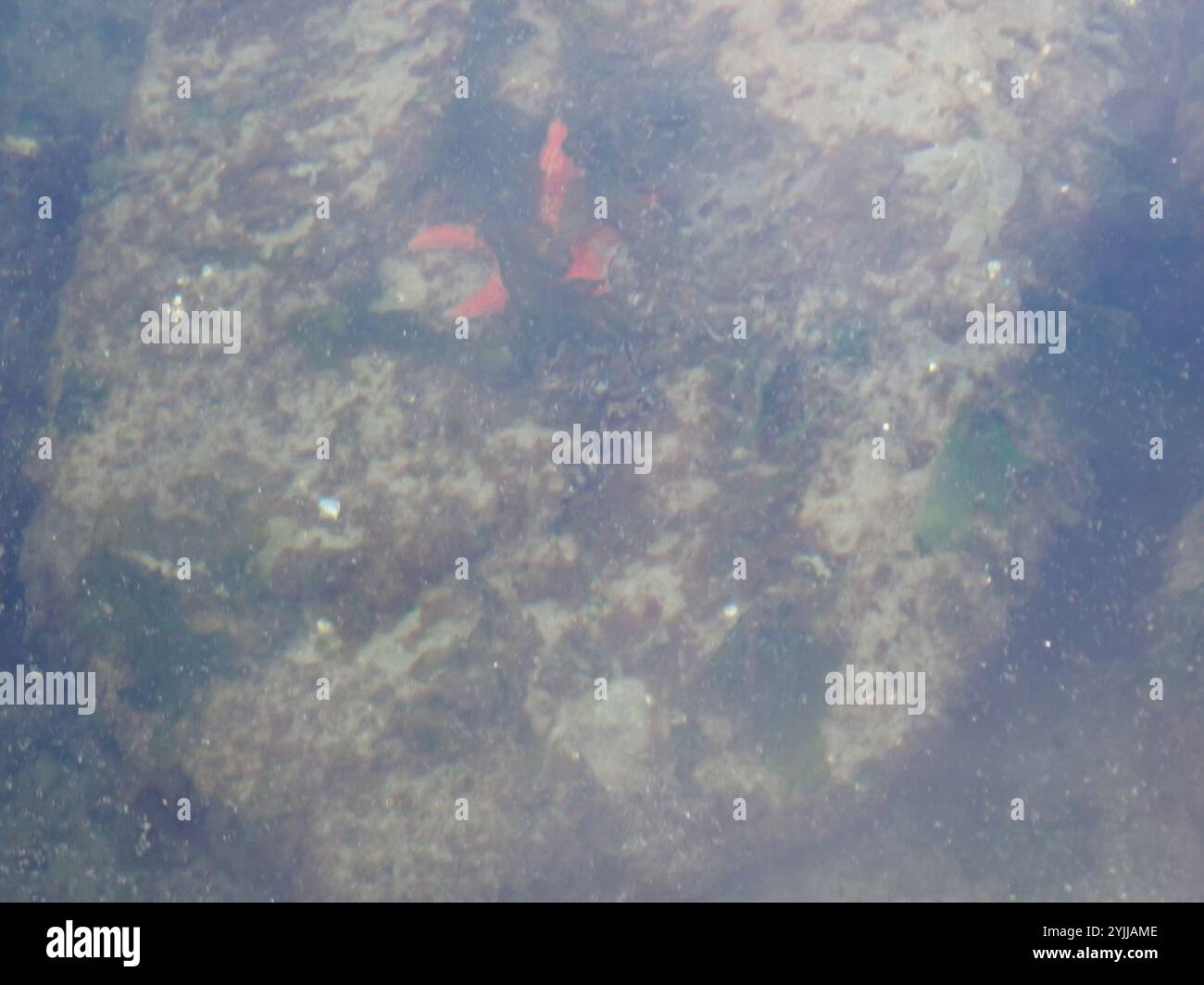 Oxylebius pictus hi-res stock photography and images - Alamy