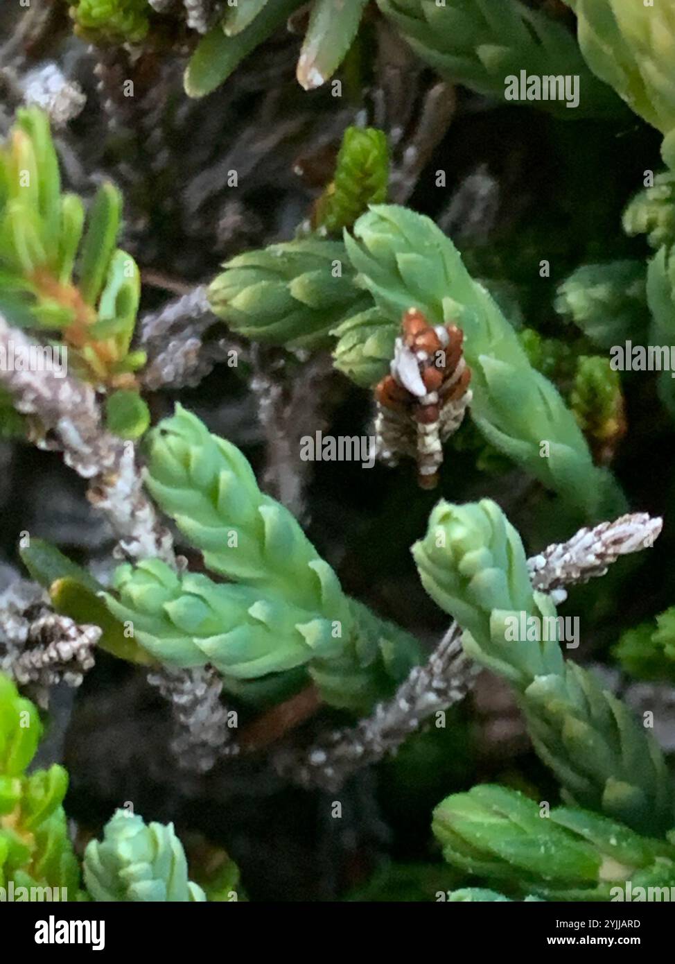 alpine clubmoss (Diphasiastrum alpinum Stock Photo - Alamy