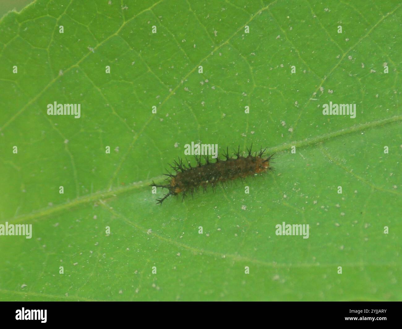 Angled Castor (Ariadne ariadne Stock Photo - Alamy