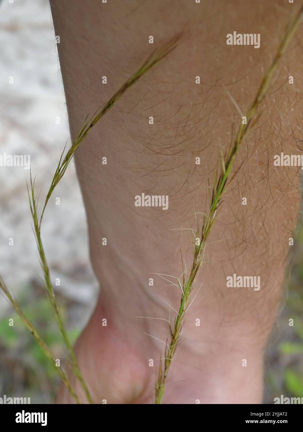 Wiregrass hi-res stock photography and images - Alamy