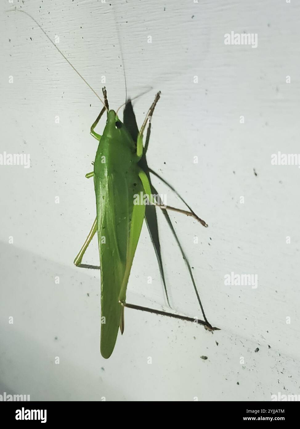 Broad-tipped Conehead (Neoconocephalus triops Stock Photo - Alamy