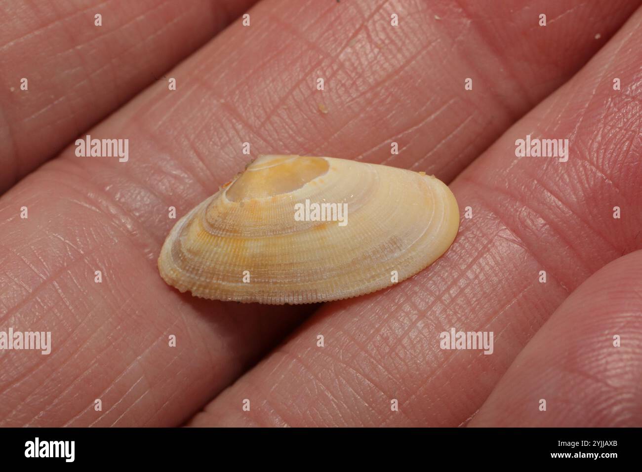 Banded Wedge Shell (Donax vittatus Stock Photo - Alamy