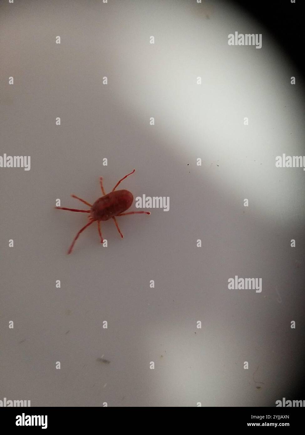 Sidewalk Mites (Balaustium Stock Photo - Alamy