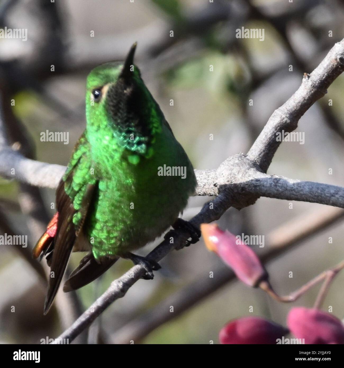 Red-tailed Comet (Sappho sparganurus Stock Photo - Alamy