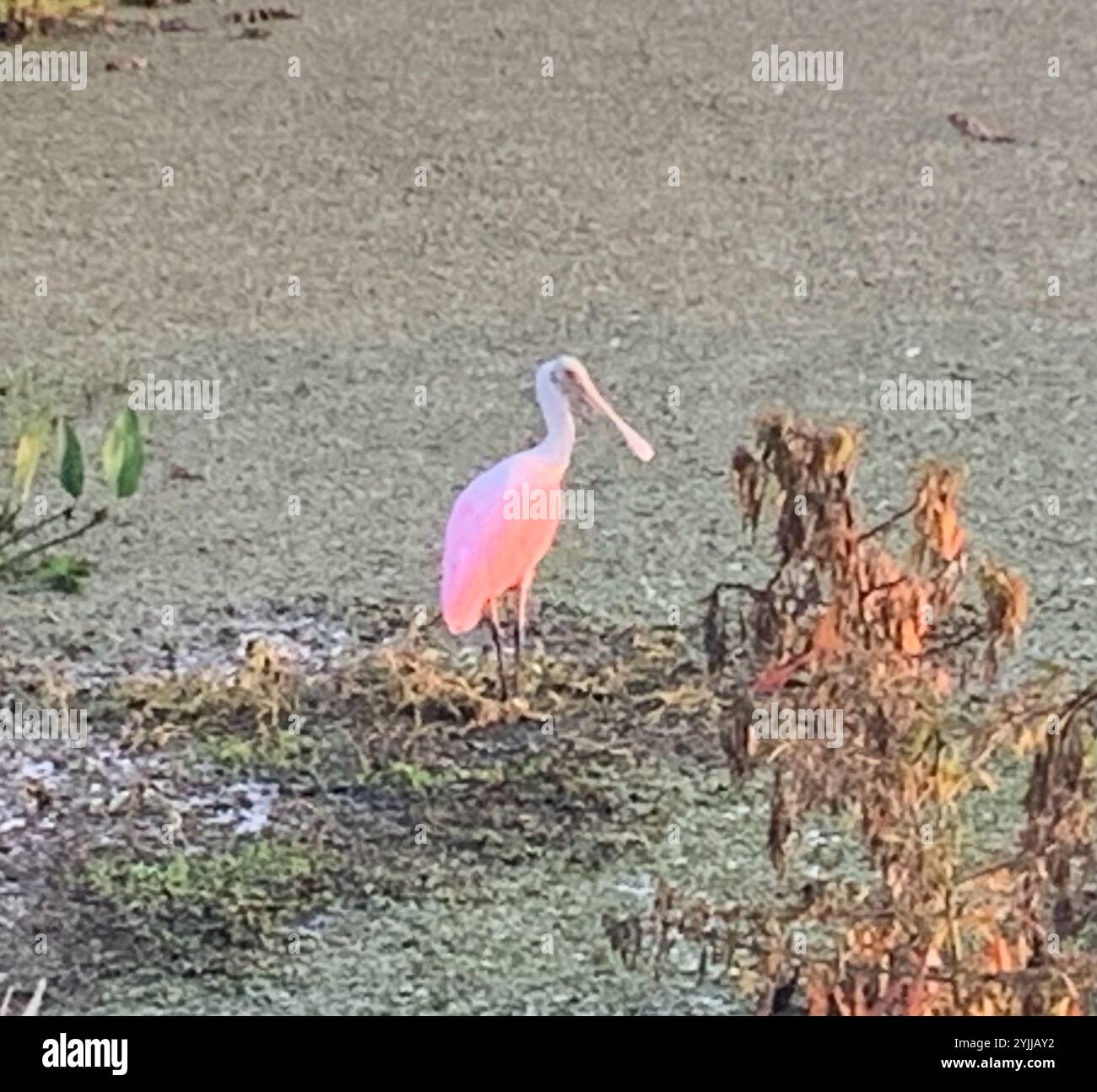 Roseate Spoonbill (Platalea ajaja Stock Photo - Alamy