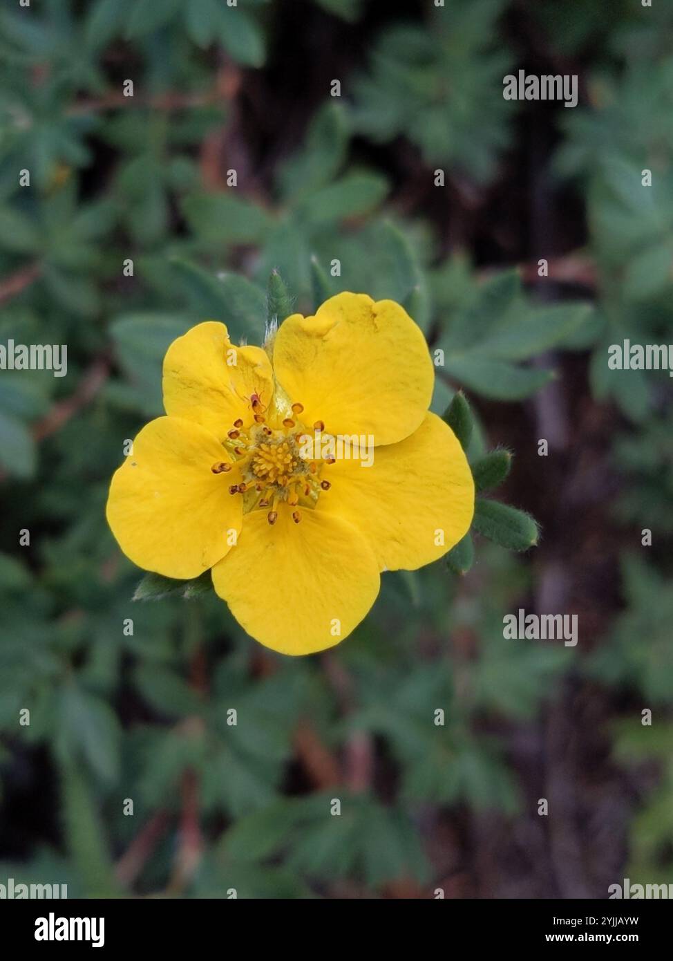 shrubby cinquefoil (Dasiphora fruticosa Stock Photo - Alamy