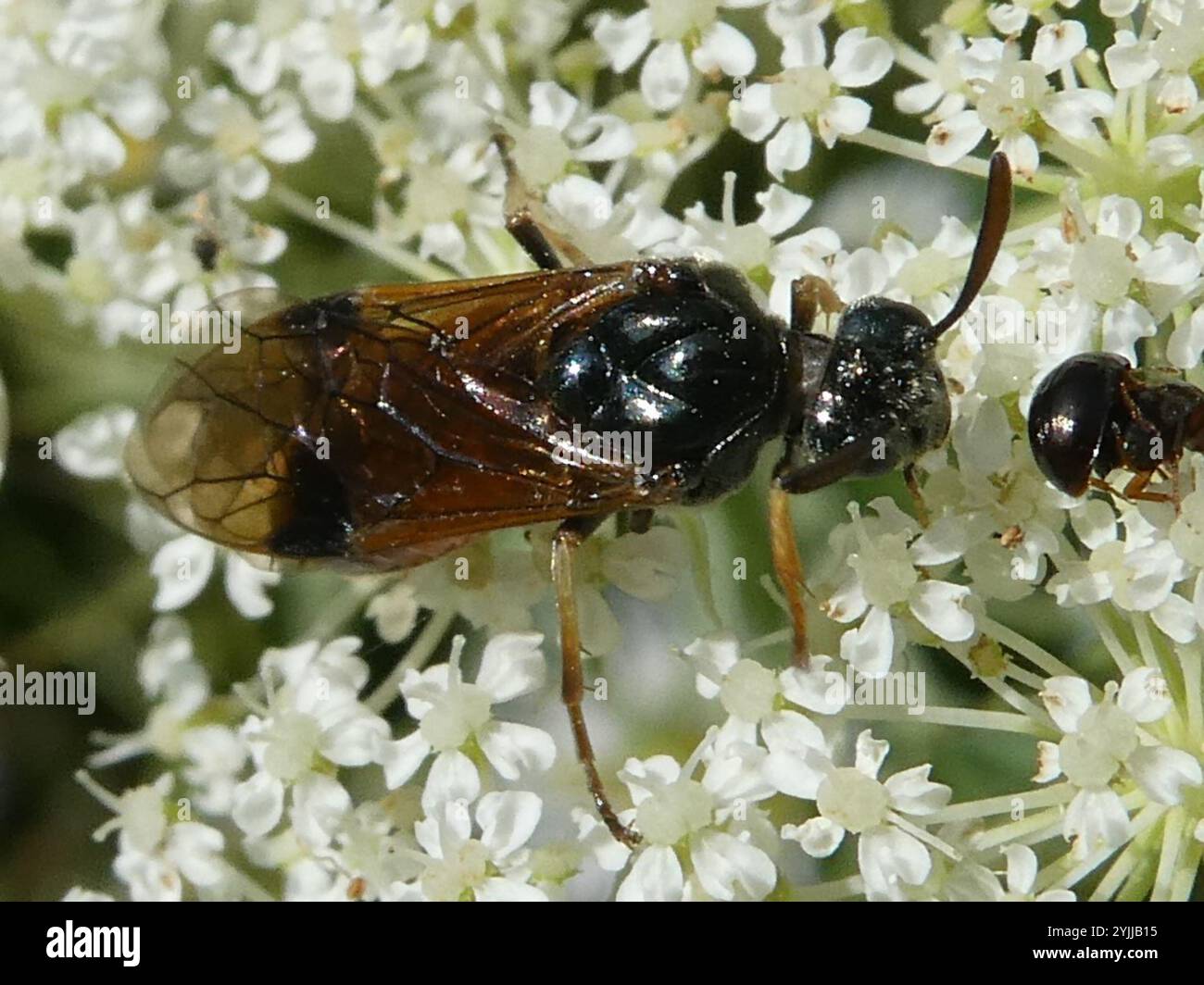 Argid sawflies hi-res stock photography and images - Alamy