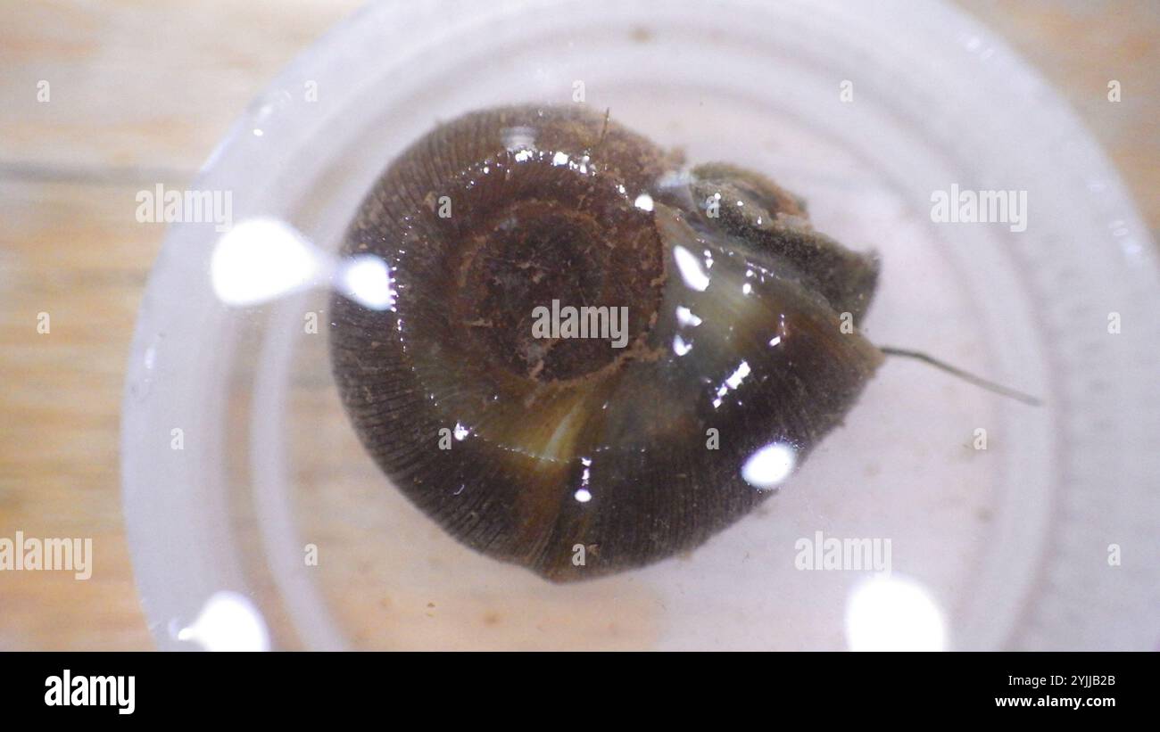 Ramshorn snails planorbidae hi-res stock photography and images - Alamy
