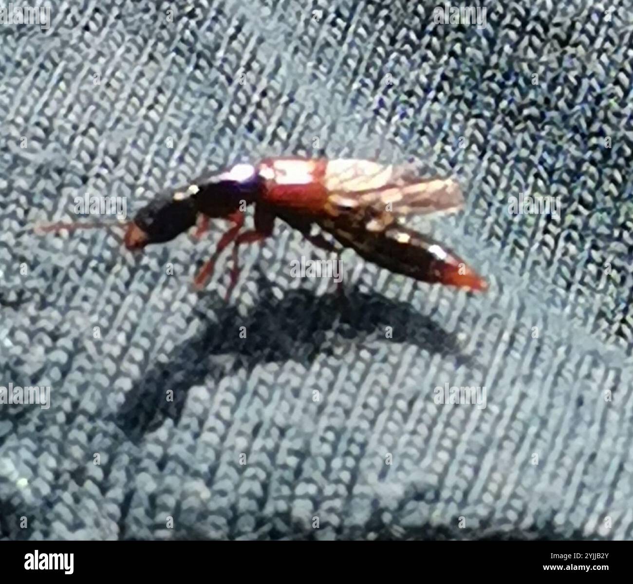 Othius punctulatus hi-res stock photography and images - Alamy