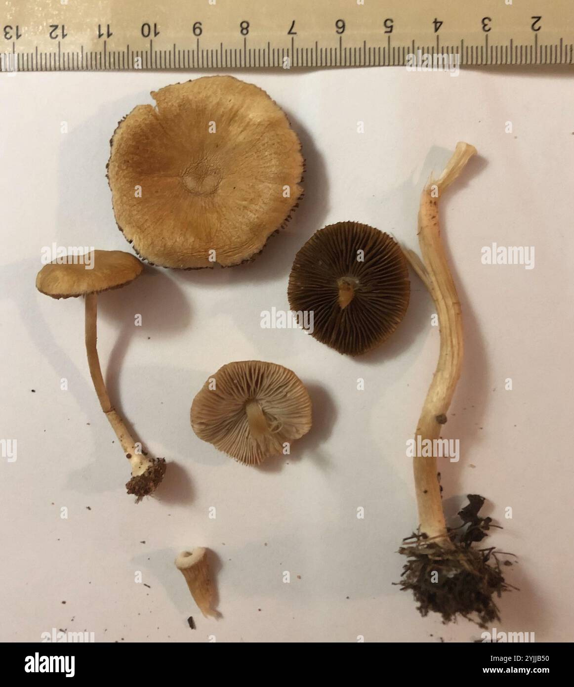 Common Fieldcap (Agrocybe pediades Stock Photo - Alamy