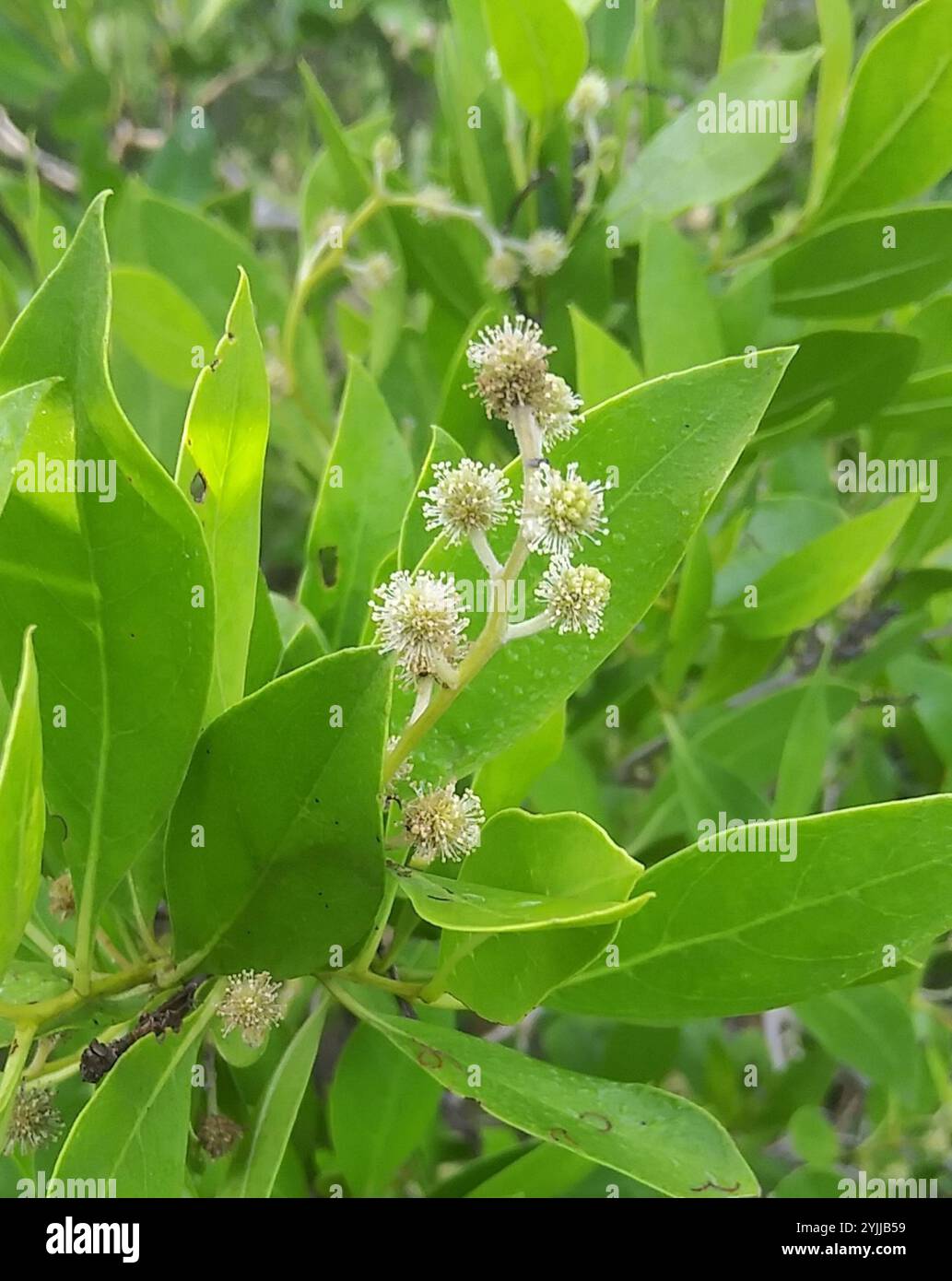 Green Buttonwood (Conocarpus erectus Stock Photo - Alamy