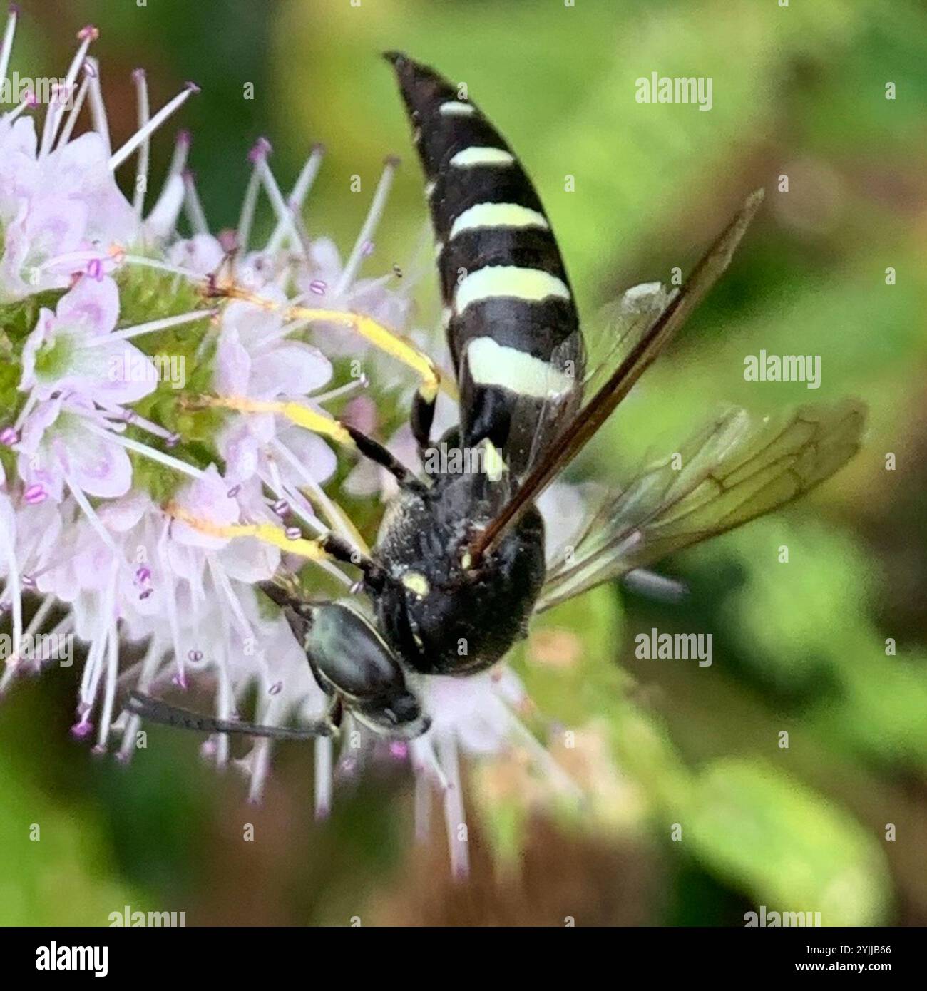 Four-banded Stink Bug Wasp (Bicyrtes quadrifasciatus Stock Photo - Alamy