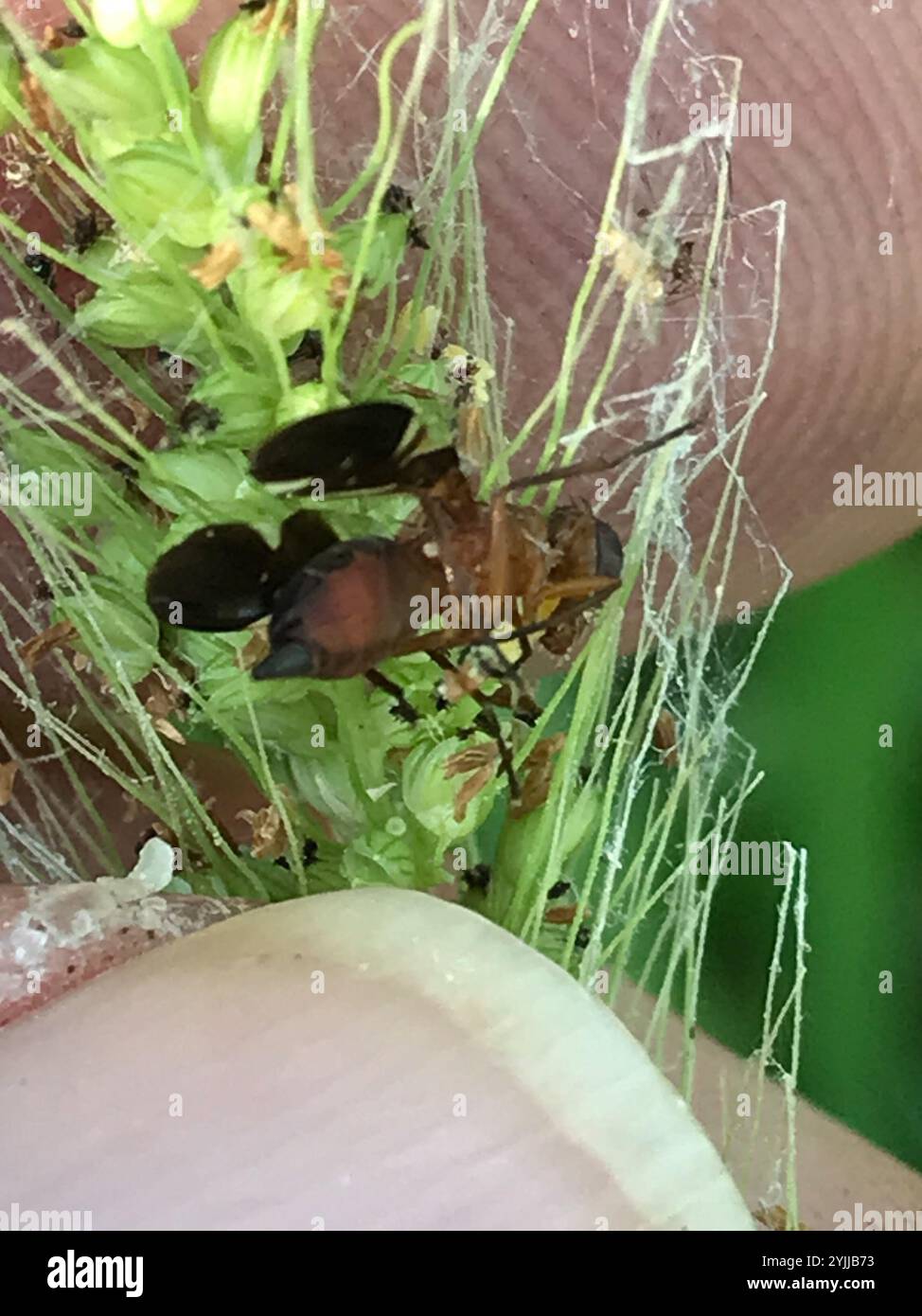 Common Picture-winged Fly (Delphinia picta Stock Photo - Alamy