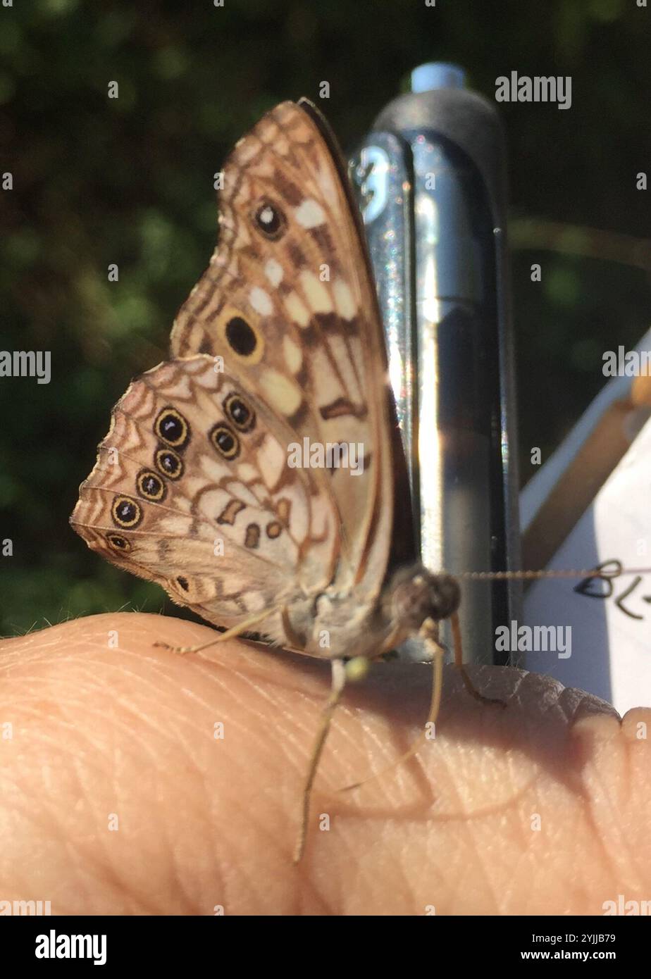 Hackberry Emperor (Asterocampa celtis Stock Photo - Alamy