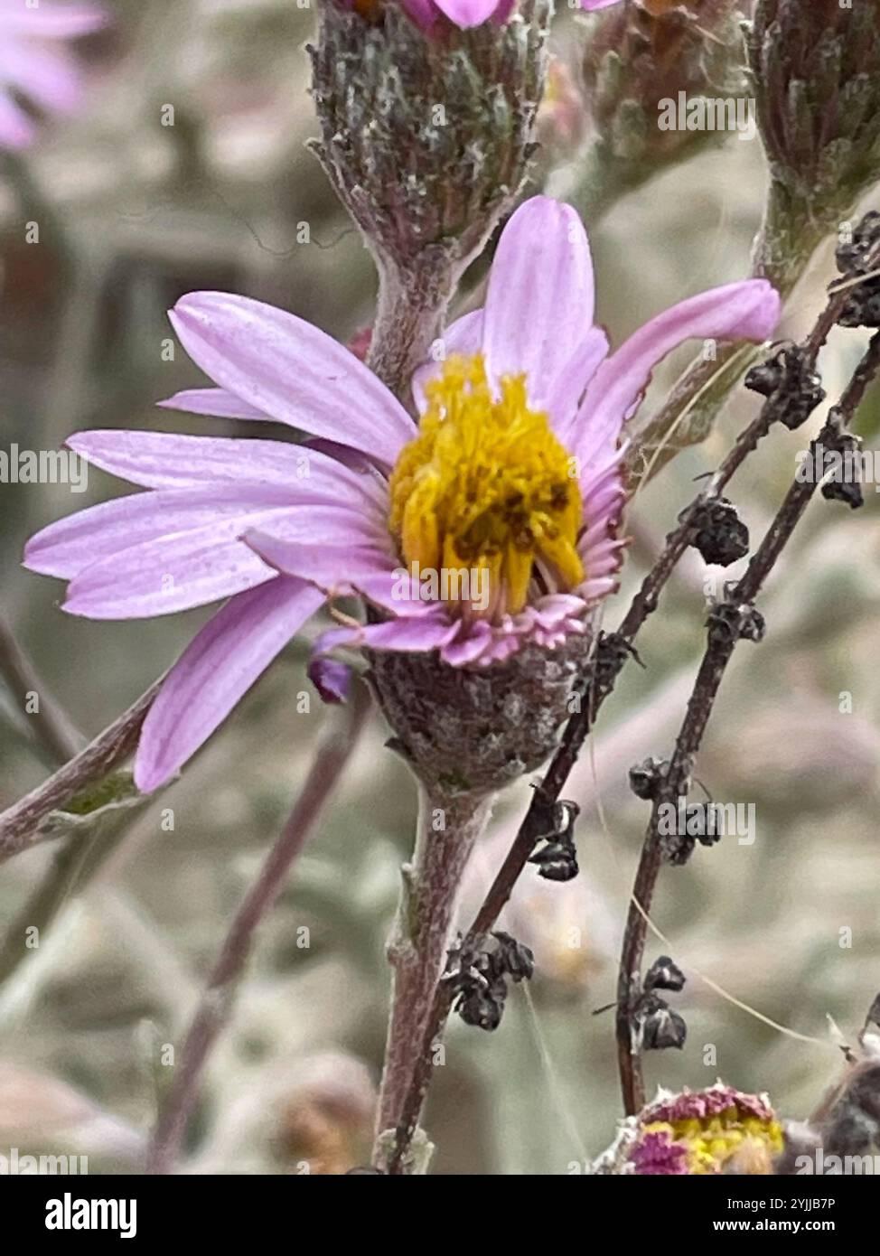 Corethrogyne filaginifolia hi-res stock photography and images - Alamy