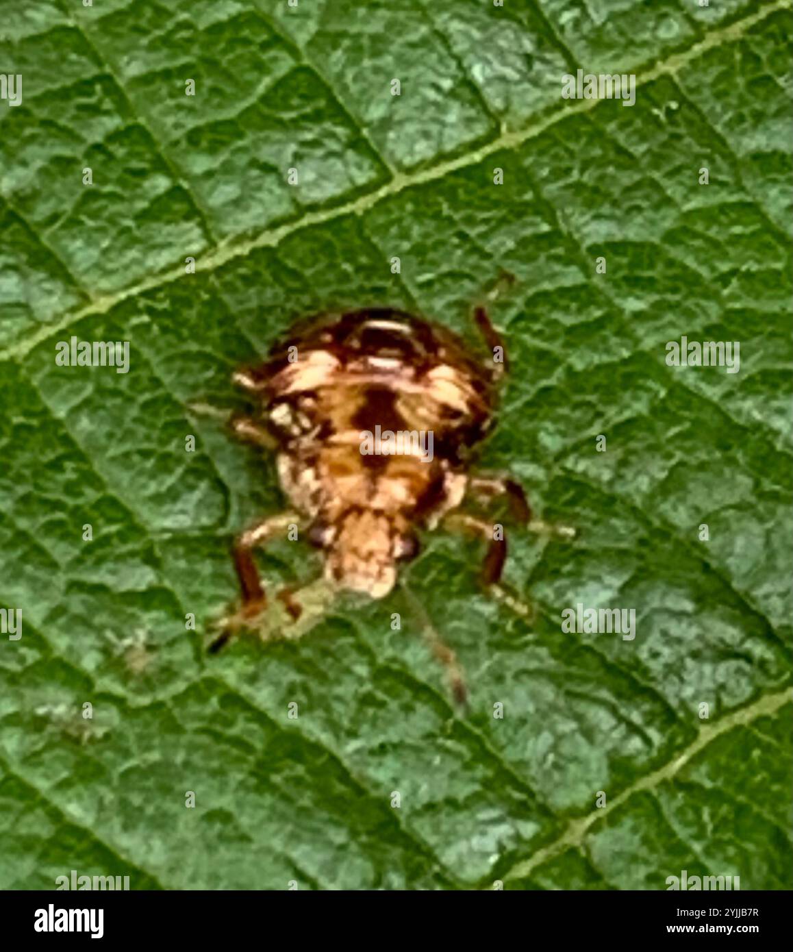 Predatory Stink Bugs (Asopinae Stock Photo - Alamy