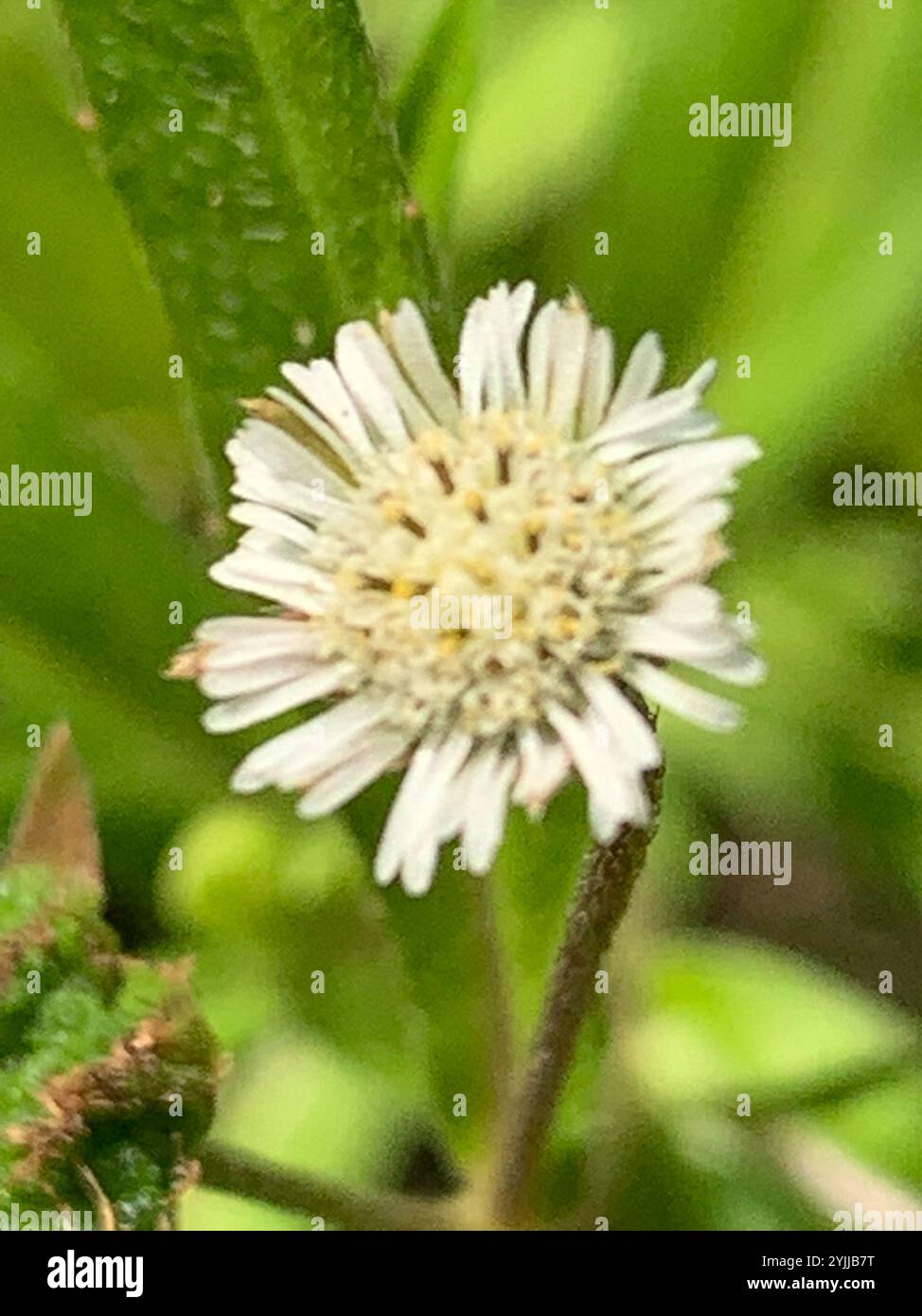 false daisy (Eclipta prostrata Stock Photo - Alamy