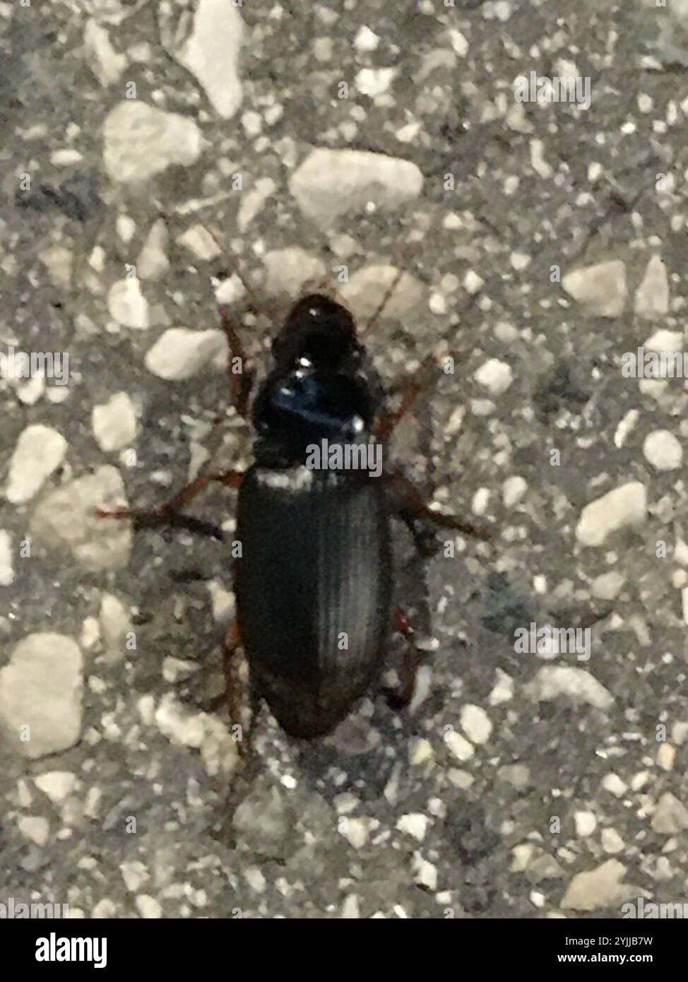 Strawberry Seed Beetle (Harpalus rufipes Stock Photo - Alamy