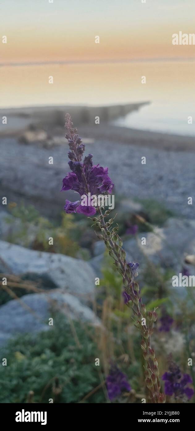 Purple Toadflax (Linaria purpurea Stock Photo - Alamy