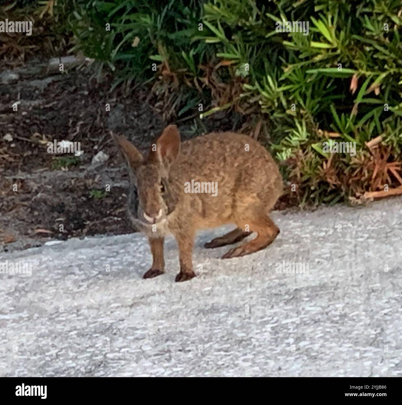 Sylvilagus palustris hi-res stock photography and images - Alamy