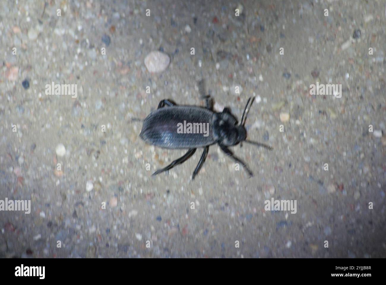 Red backed beetle hi-res stock photography and images - Alamy
