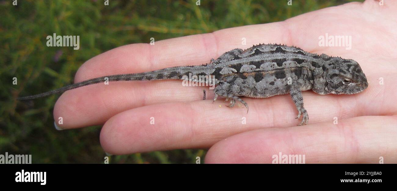 Western Heath Dragon (Ctenophorus adelaidensis Stock Photo - Alamy