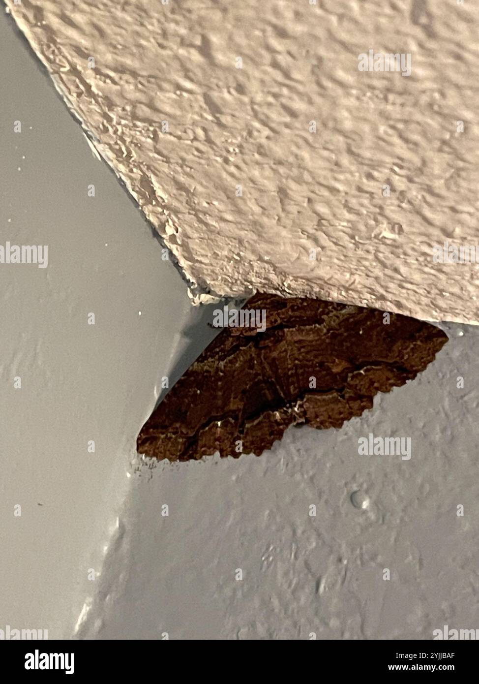 Lunate Zale Moth (Zale lunata Stock Photo - Alamy