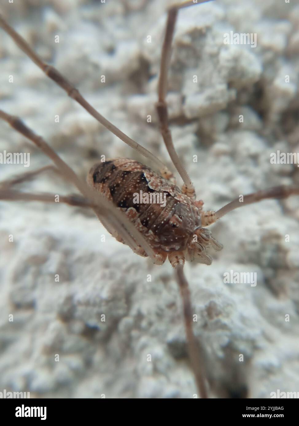 European Harvestman (Phalangium opilio Stock Photo - Alamy