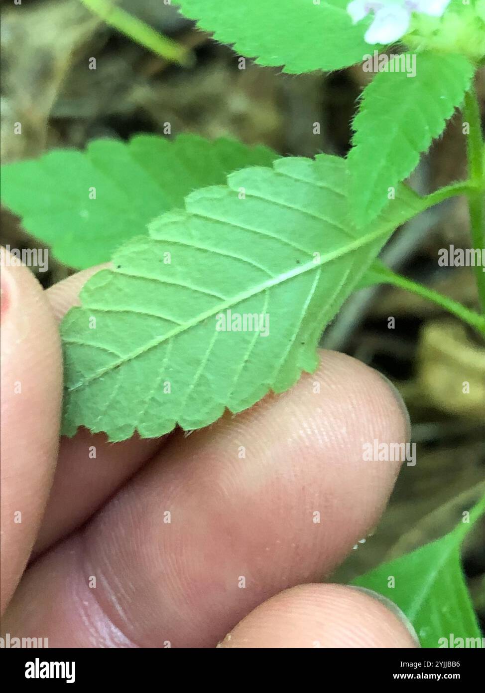 Common hemp-nettle (Galeopsis tetrahit Stock Photo - Alamy
