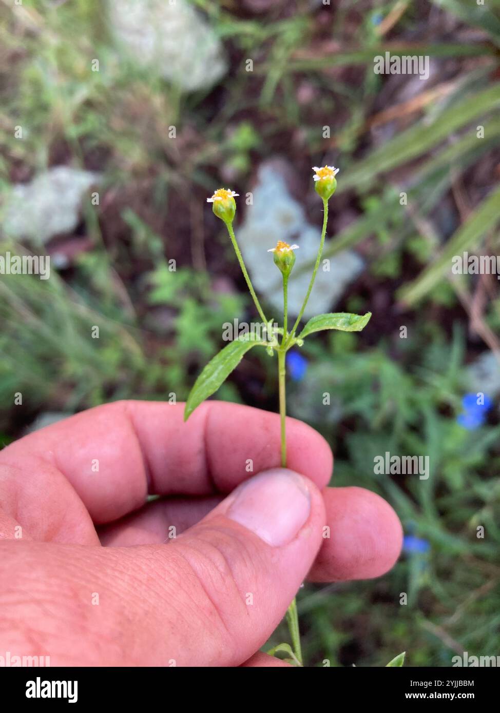 Gallant Soldier (Galinsoga parviflora Stock Photo - Alamy